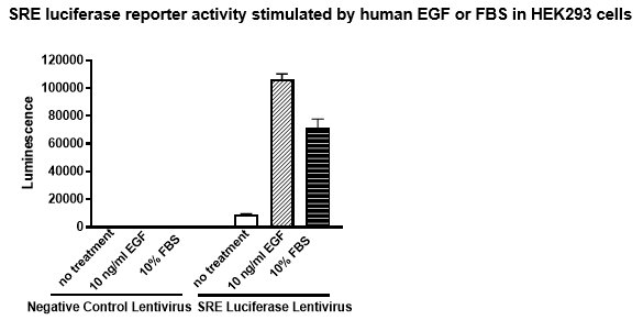SRE Luciferase Reporter Lentivirus | BPS Bioscience | Biomol.com