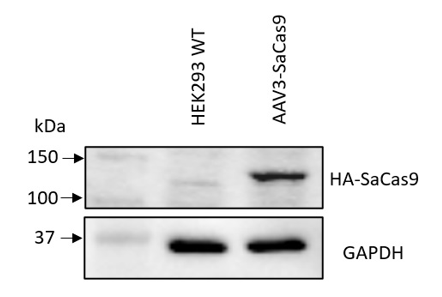 AAV3 SaCas9 | BPS Bioscience | Biomol.com