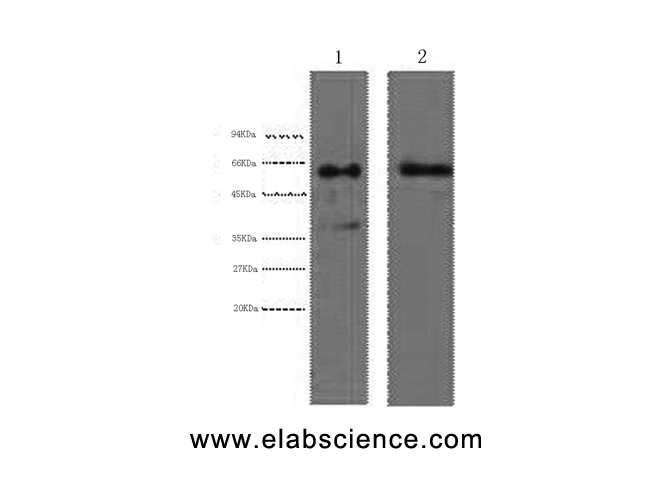 Anti-CK-6A/B/C, clone 3B6 | Elabscience | Biomol.com
