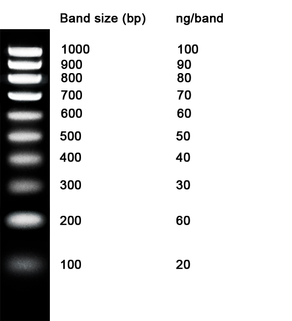 NZYDNA Ladder V, 100-1000 bp | NZYtech | Biomol.com