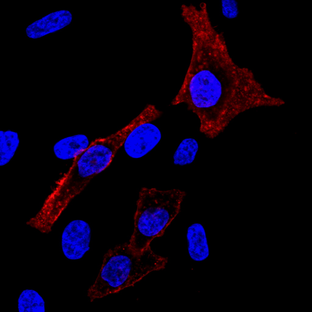 DAPI, 10mg/mL in H2O | CAS 28718-91-4 | Biotium | Biomol.com