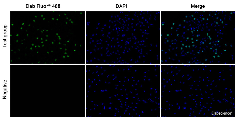 E-Click EdU Cell Proliferation Imaging Assay Kit (Green,Elab Fluor (R ...