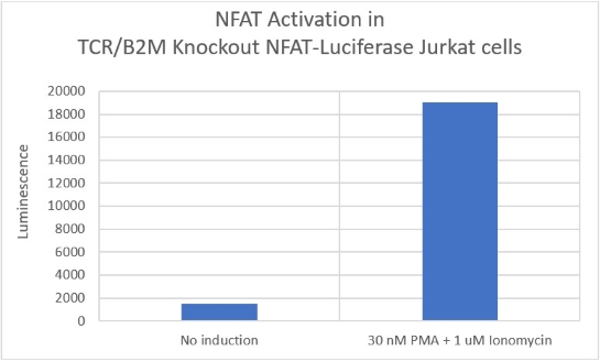 TCR/B2M Knockout NFAT Luciferase Reporter Jurkat Cell Line | BPS Bioscience | Biomol.de