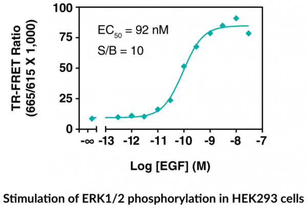 ERK1/2 (Total) and ERK1/2 (Phospho) TR-FRET Assay Kit | Cayman Chemical ... ERK1/2 (Total) and ERK1/2 (Phospho) TR-FRET Assay Kit | Cayman Chemical ...