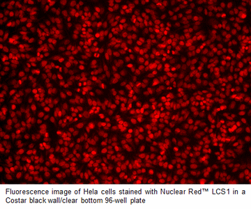 Nuclear Red(TM) LCS1 | AAT Bioquest | Biomol.com