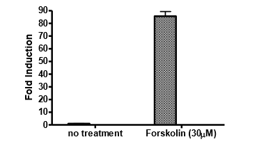 CRE/CREB Luciferase Reporter Lentivirus | BPS Bioscience | Biomol.com