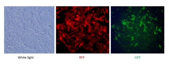 RFP/GFP Safe-Harbor HEK293 Cell Line | BPS Bioscience | Biomol.com