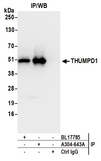 Anti-THUMPD1 | Bethyl Laboratories | Biomol.com