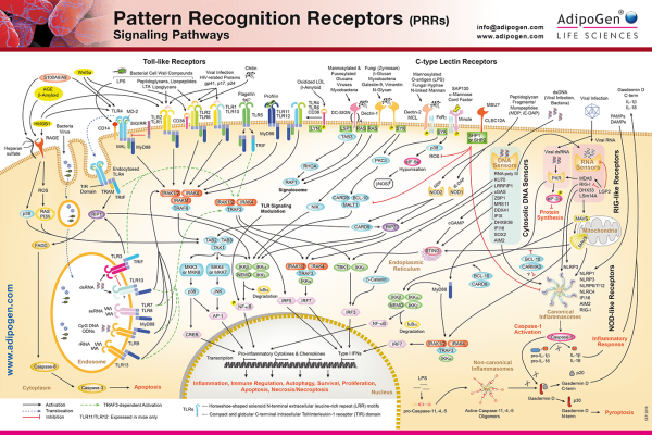 Pattern Recognition Receptors Poster | AdipoGen Life Sciences | Biomol.com