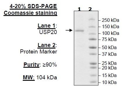 USP20, His-Tag, FLAG-Tag | BPS Bioscience | Biomol.com
