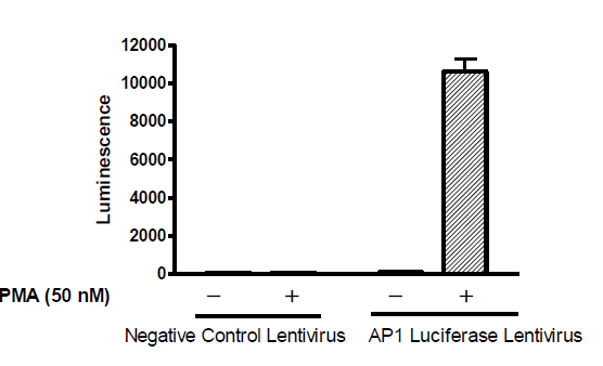 AP1 Luciferase Reporter Lentivirus (JNK Signaling Pathway) | BPS ...