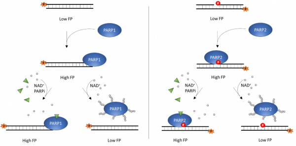 PARPtrap(TM) Combo Assay Kit for PARP1 and PARP2 | BPS Bioscience | Biomol.com