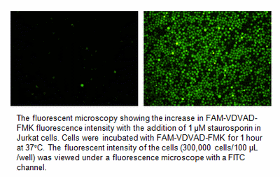 Cell Meter(TM) Live Cell Caspase 2 Binding Assay Kit *Green ...