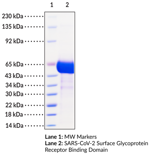 SARS-CoV-2 Spike Glycoprotein Receptor Binding Domain (human IgG1 Fc ...
