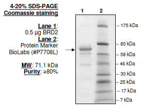 BRD2, BD1 and BD2 (65-459), GST-tag, human recombinant protein | BPS ...