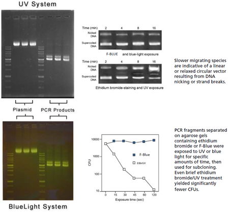 Biomol F-BLUE for DNA Staining | Biomol GmbH | Biomol.com