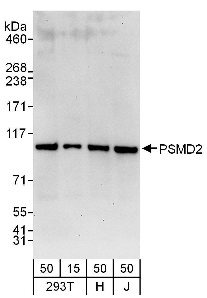 Anti-PSMD2 | Bethyl Laboratories | Biomol.com