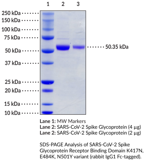 SARS-CoV-2 Spike Glycoprotein Receptor Binding Domain K417N, E484K, N501Y variant (rabbit IgG1 ...