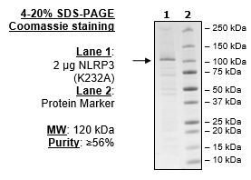 NALP3 (K232A), His-FLAG-Tag | BPS Bioscience | Biomol.com