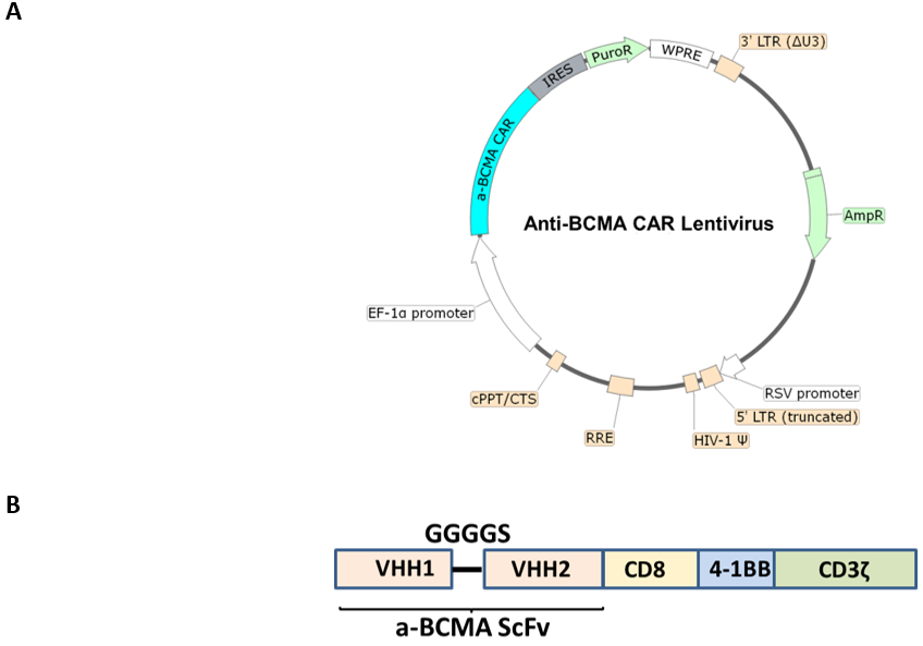 Anti-BCMA CAR Lentivirus (VHH1/VHH2 ScFv-CD8-4-1BB-CD3zeta) | BPS Bioscience | Biomol.com