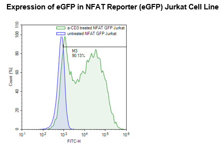 NFAT Reporter (eGFP) Jurkat Recombinant Cell Line | BPS Bioscience | Biomol.com