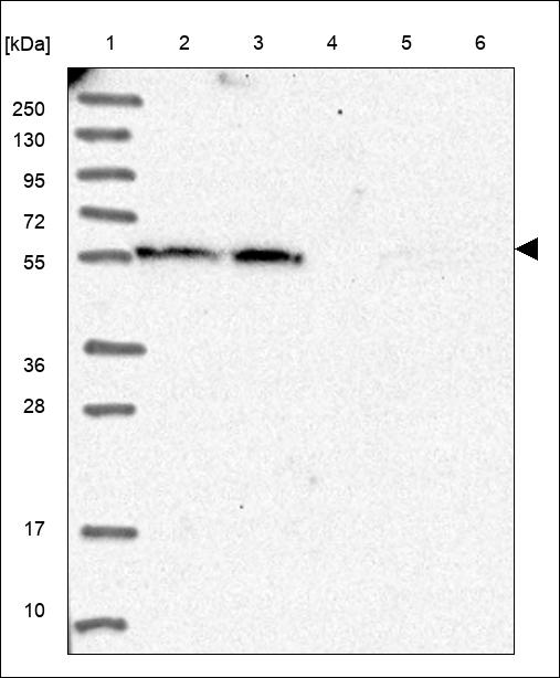 Anti-PIF1 | Atlas Antibodies | Biomol.com