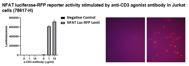 NFAT Luciferase-RFP Reporter Lentivirus | BPS Bioscience | Biomol.com