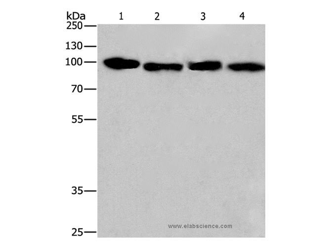 Anti-CANX | Elabscience | Biomol.com