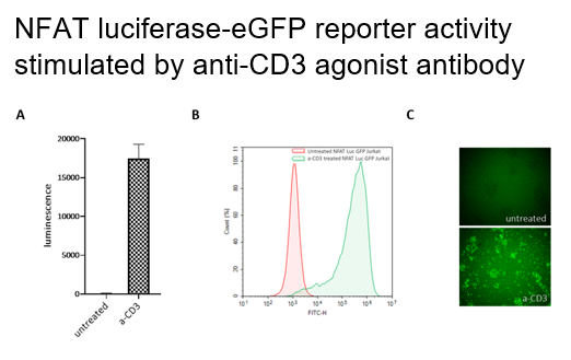 NFAT Luciferase-eGFP Reporter Jurkat Cell Line | BPS Bioscience | Biomol.com