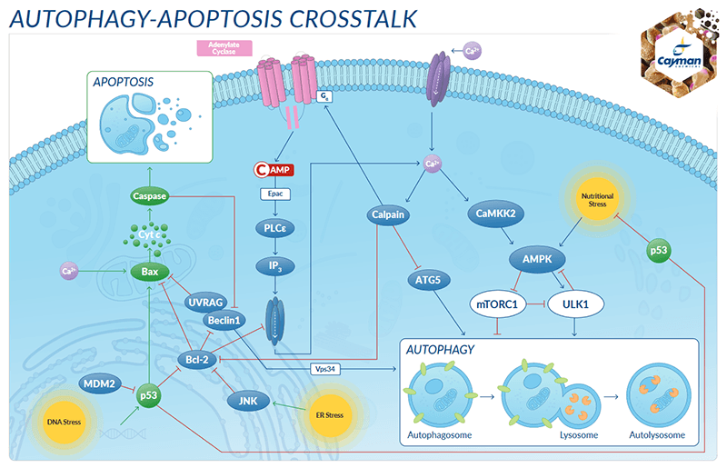 Recycling the Cell: Autophagy and the Ubiquitin-Proteasome Processes | Biomol Blog | Resources ...