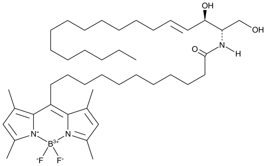 BODIPY-C12 Ceramide (d18:1/12:0) | CAS 1246355-58-7 | Cayman Chemical ...